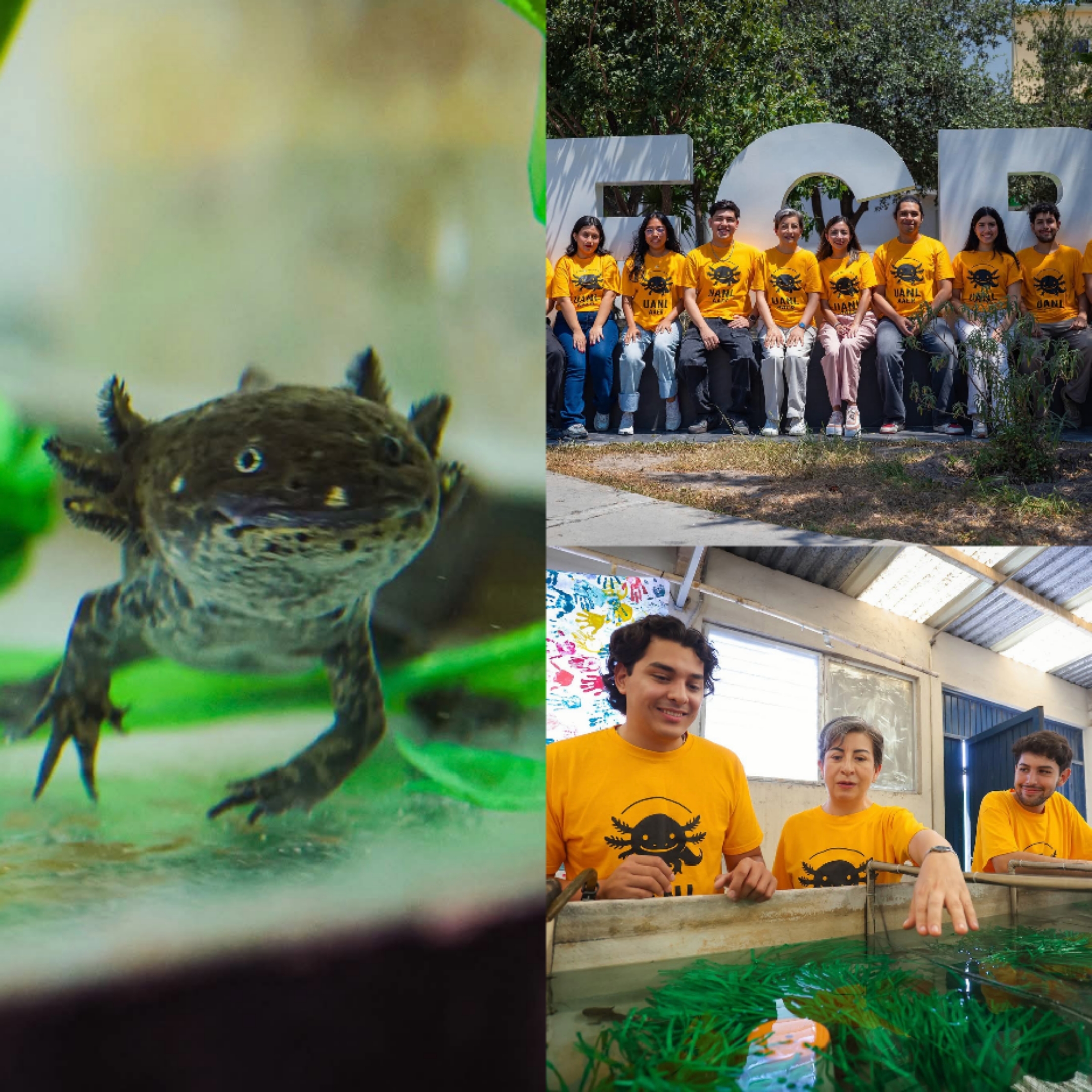 UANL busca proteger al ajolote endémico de Nuevo León - Reporte90